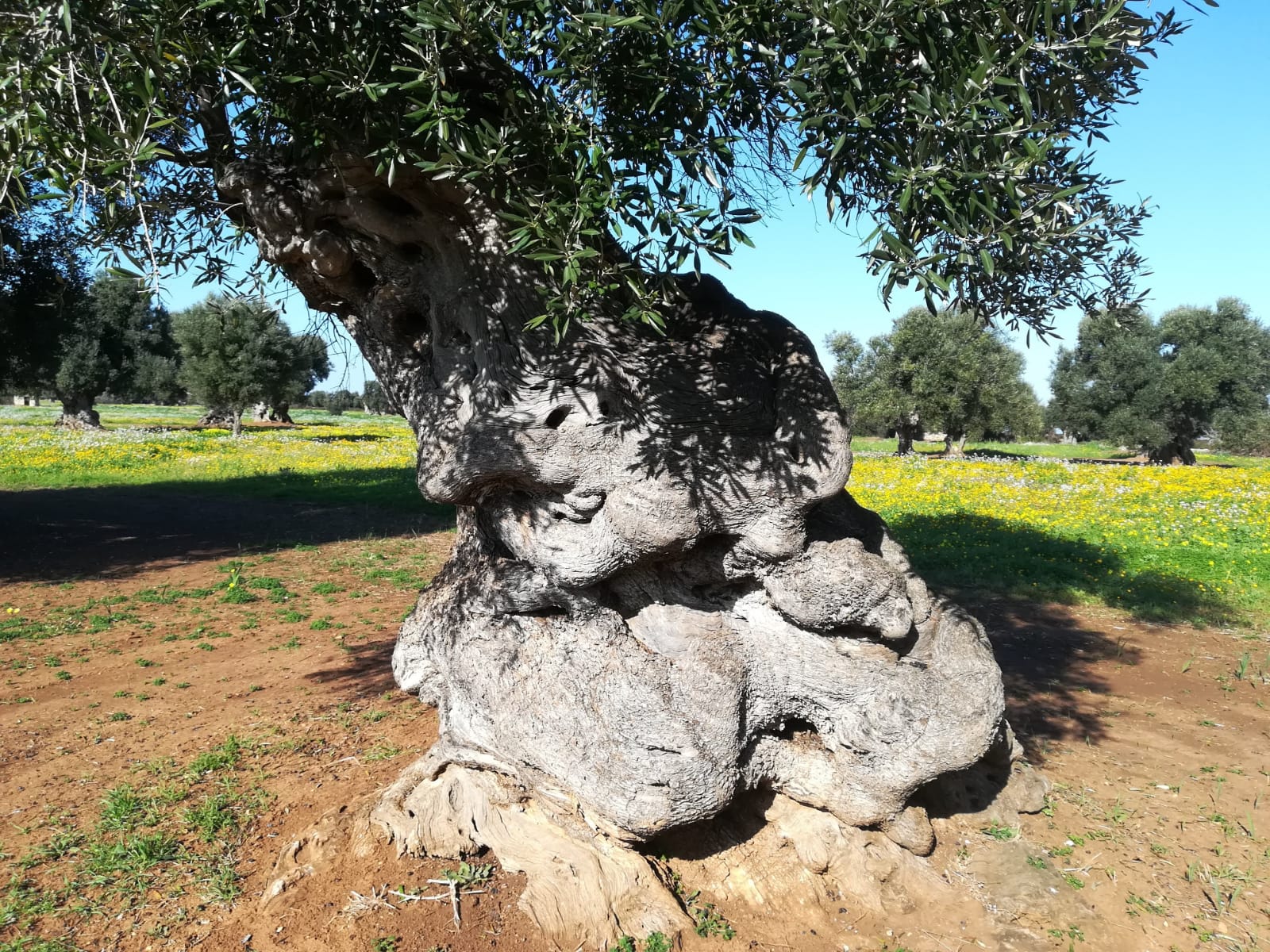 Overview all – Erasmus+